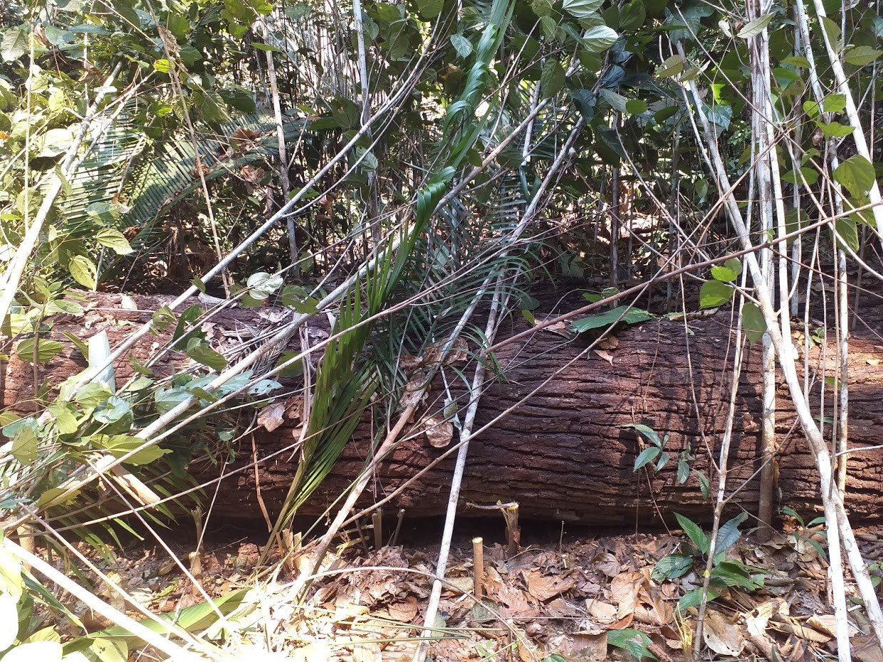 Mapinguari National Park (Map, Images and Tips) | Seeker