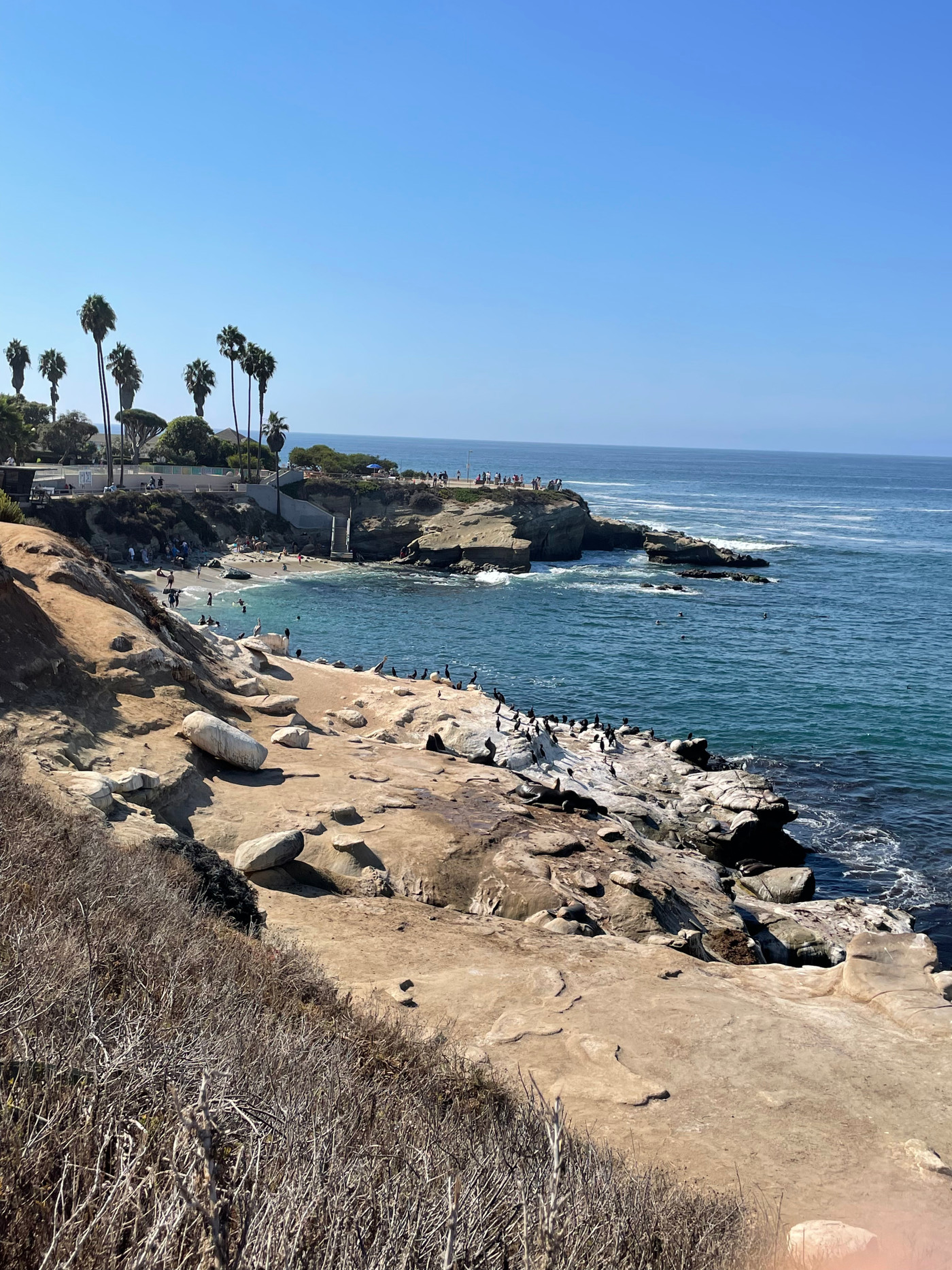 La Jolla Cove (Map, Images and Tips) | Seeker