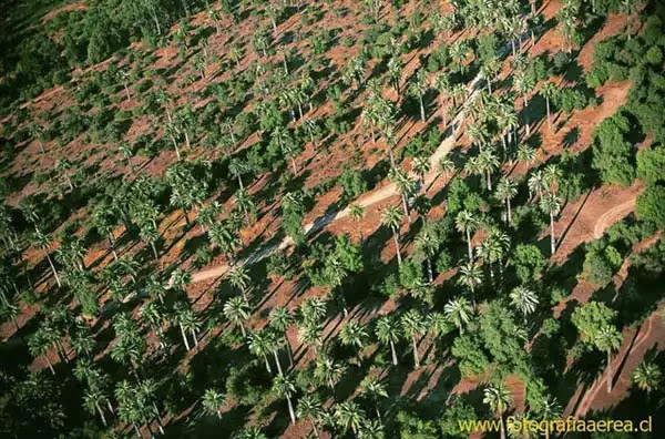 Las Palmas de Cocalán National Park (Map, Images and Tips) | Seeker