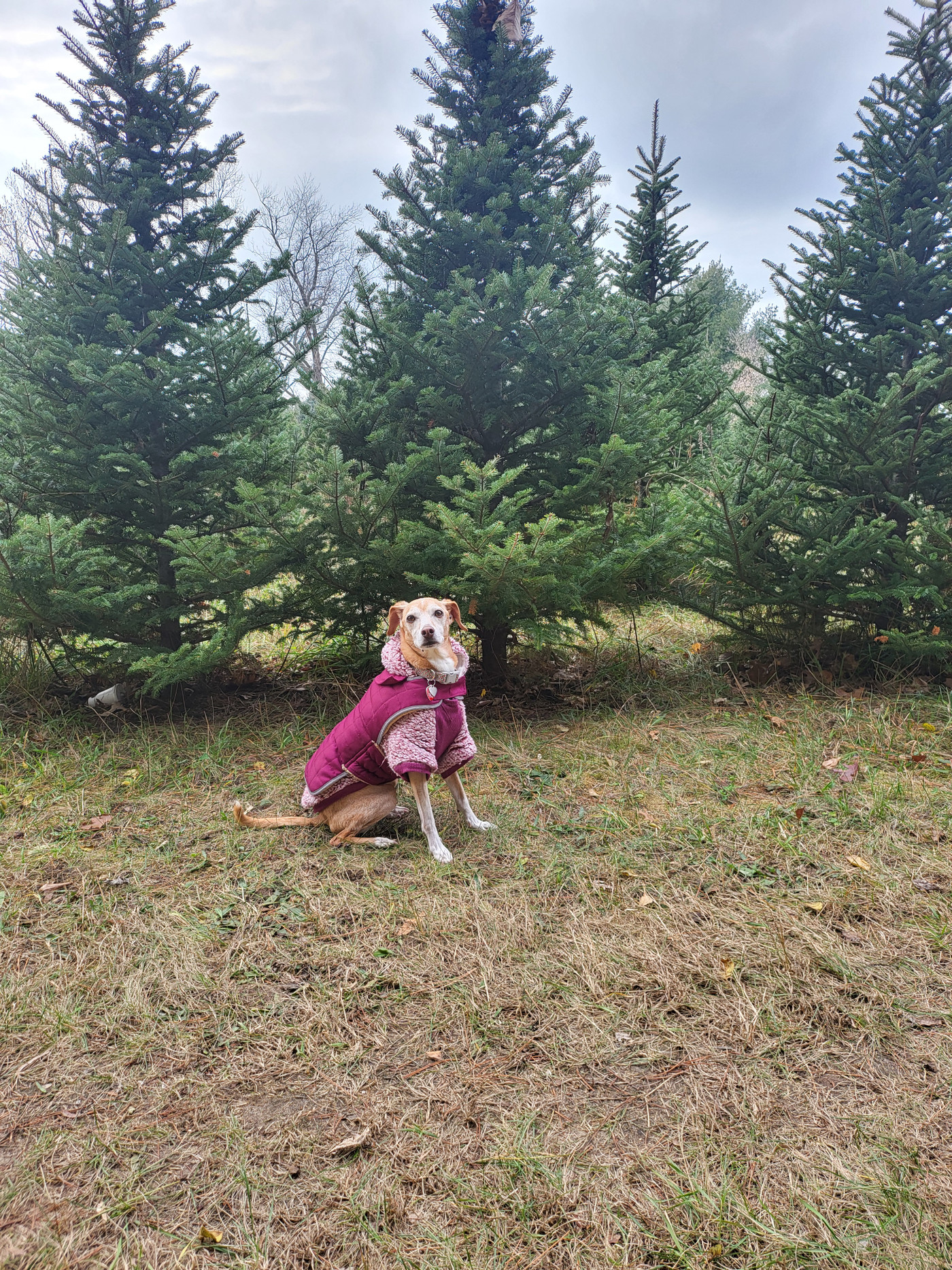 Williams Tree Farm (Map, Images and Tips) | Seeker