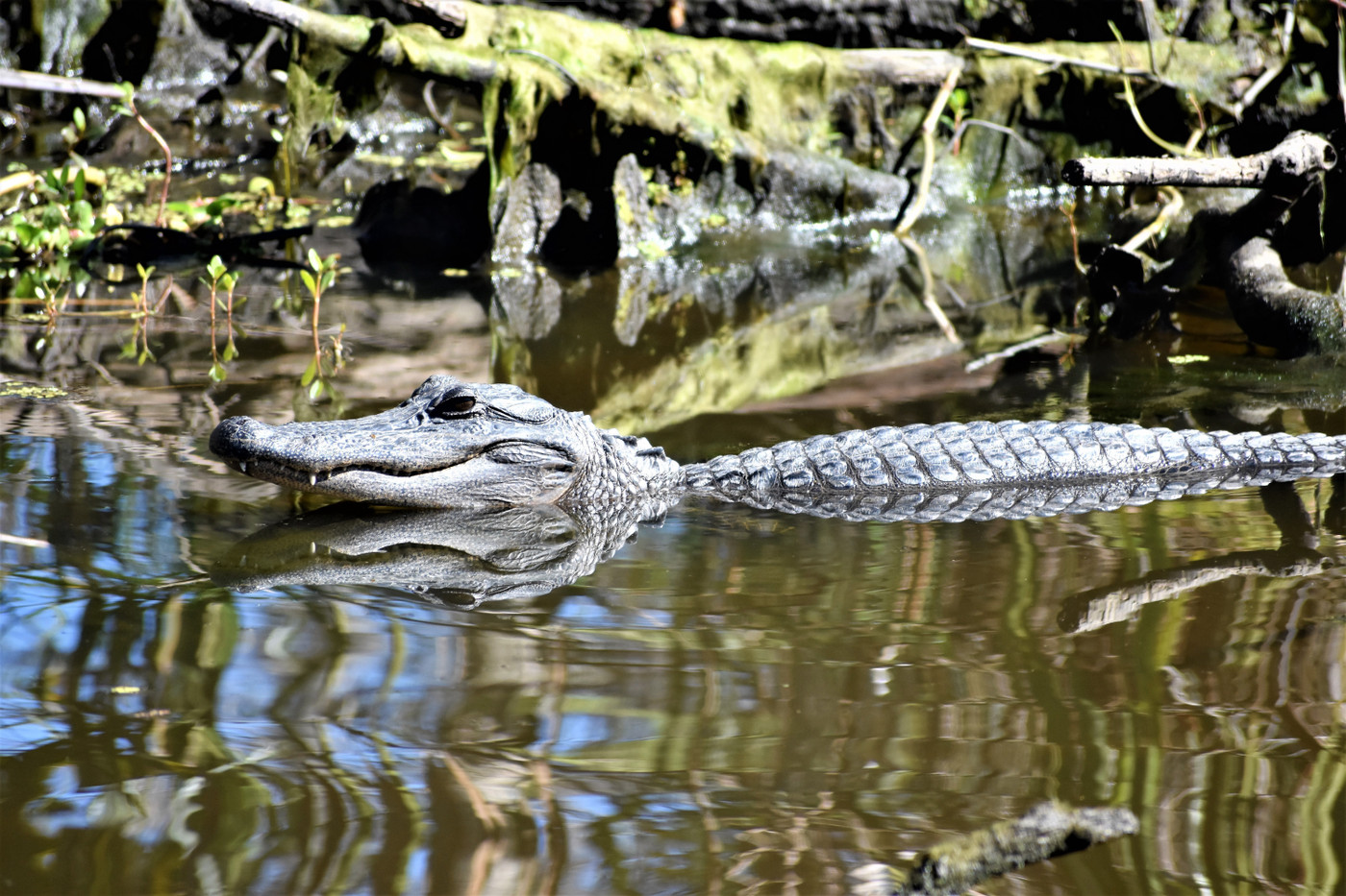 Jean Lafitte National Historical Park and Preserve (Map, Images and ...
