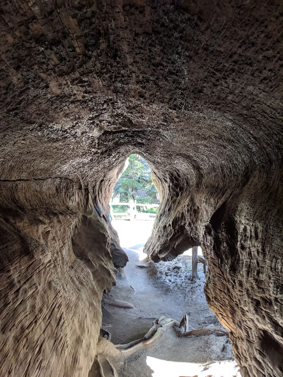 General Grant Tree (Map, Images and Tips) | Seeker