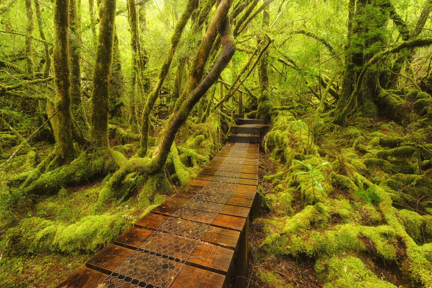 Overland Track (Map, Images and Tips) | Seeker