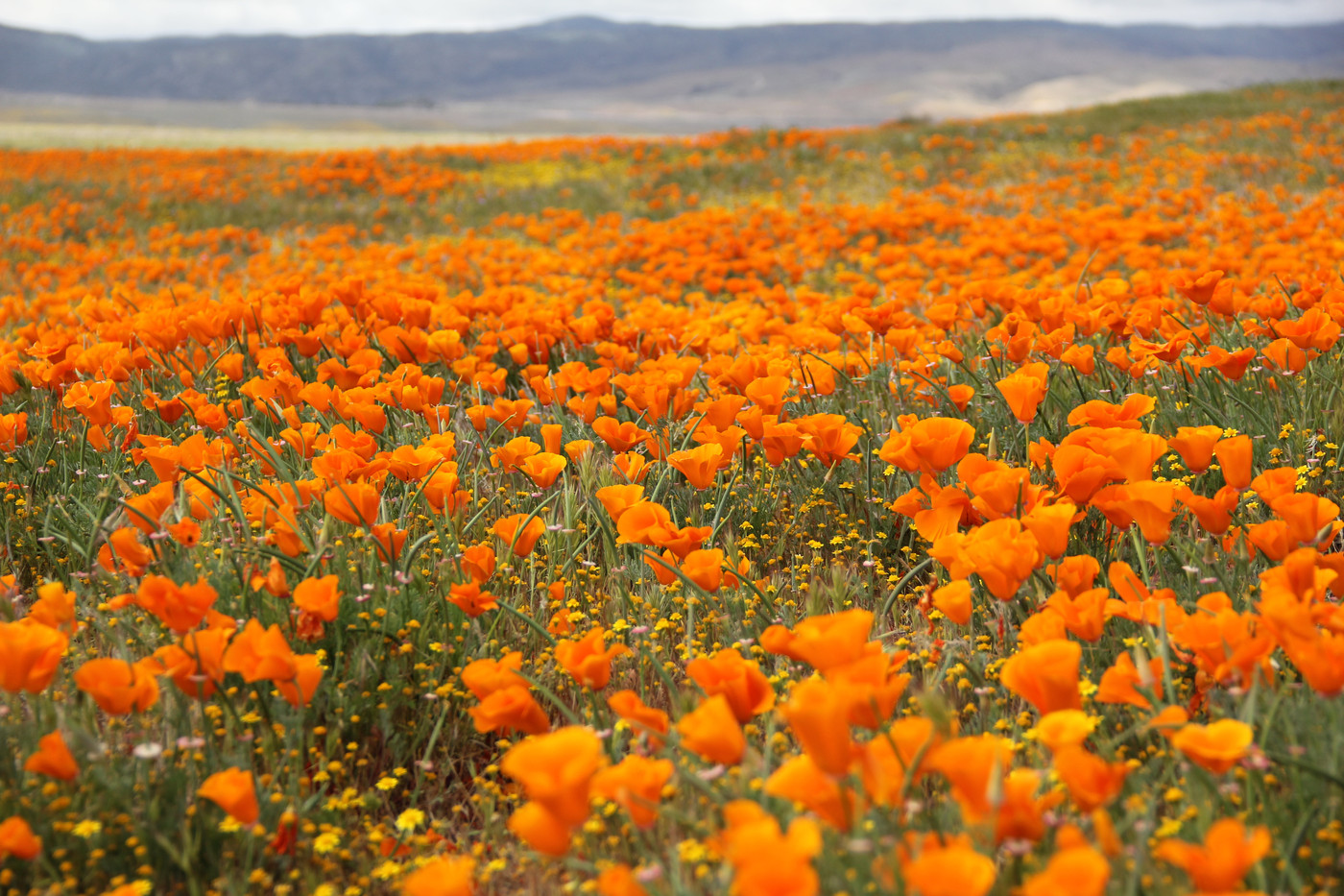 Antelope Valley California Poppy Reserve State Natural Reserve (Map ...