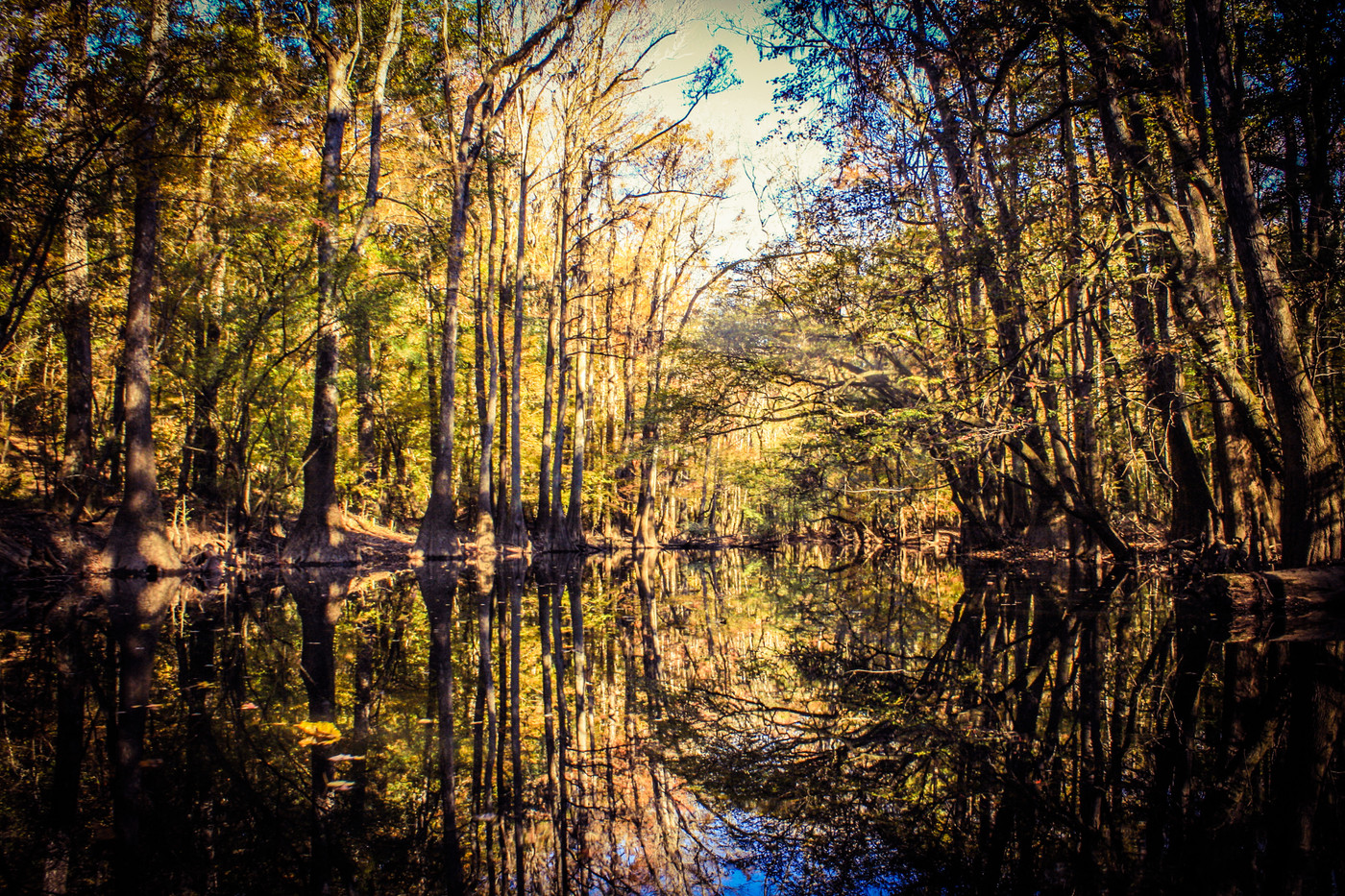 Congaree National Park (Map, Images and Tips) | Seeker