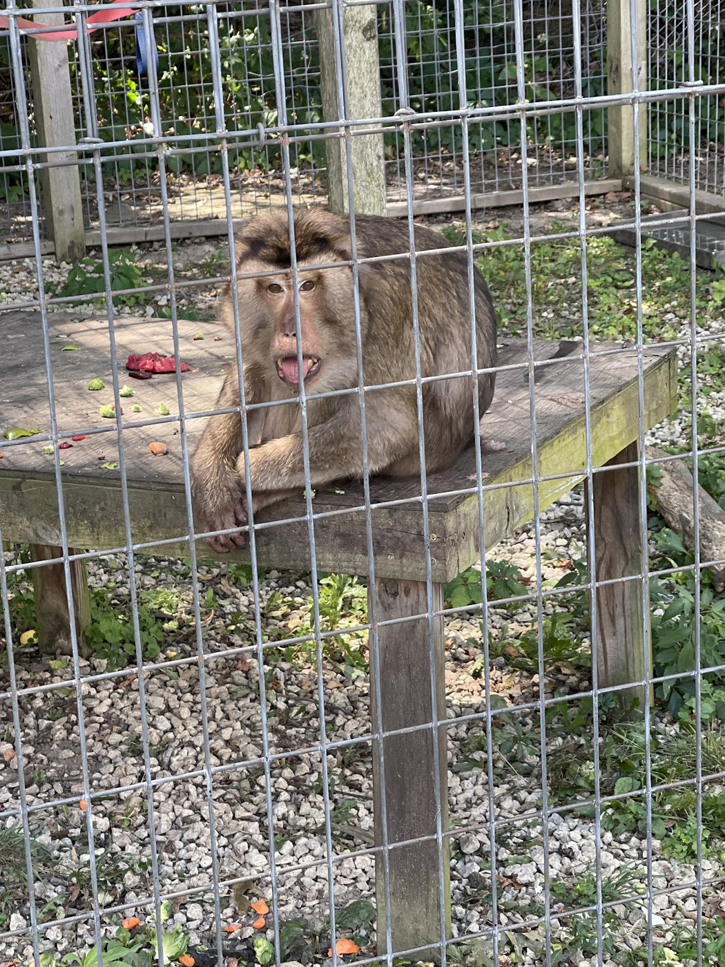 Noah's Lost Ark Animal Sanctuary (Map, Images and Tips) | Seeker