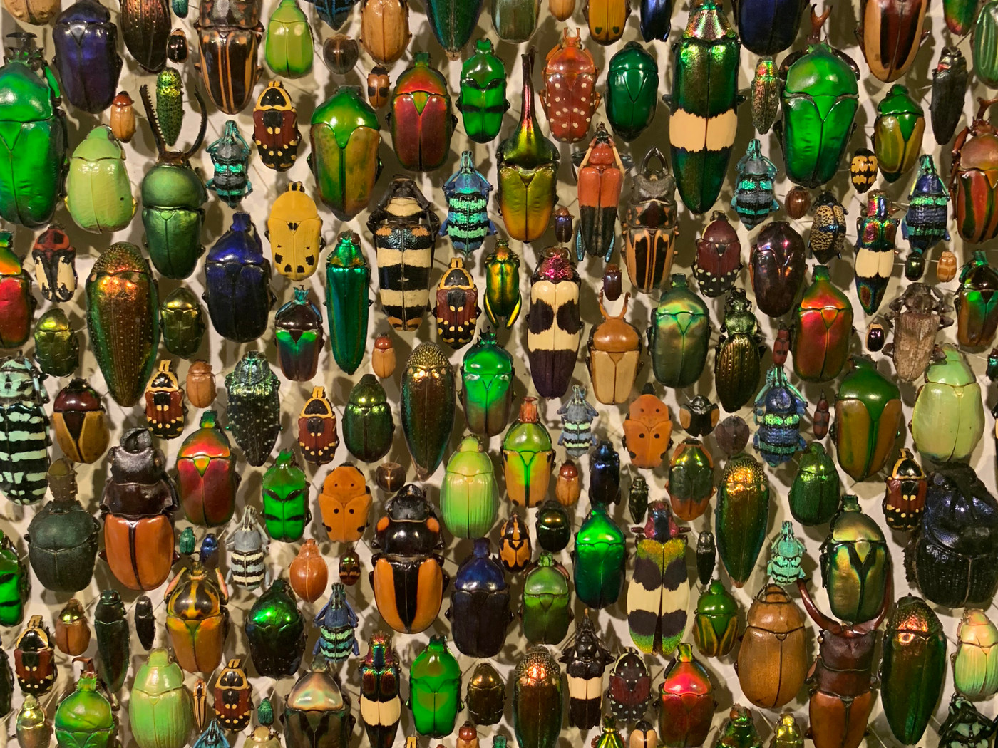 Montreal Insectarium (Map, Images and Tips) | Seeker