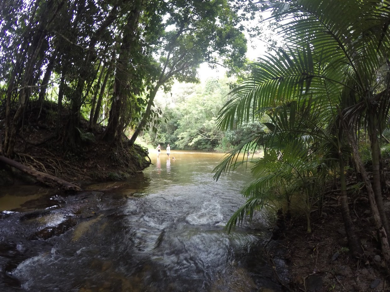 Mount Lewis National Park (Map, Images and Tips) | Seeker