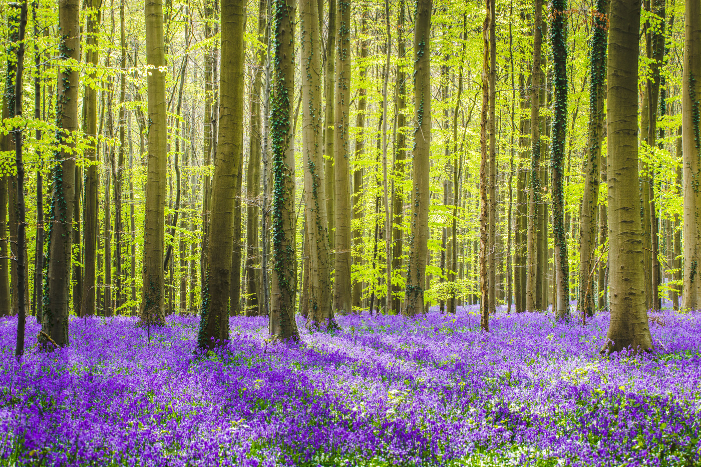 Hallerbos (Map, Images and Tips) | Seeker