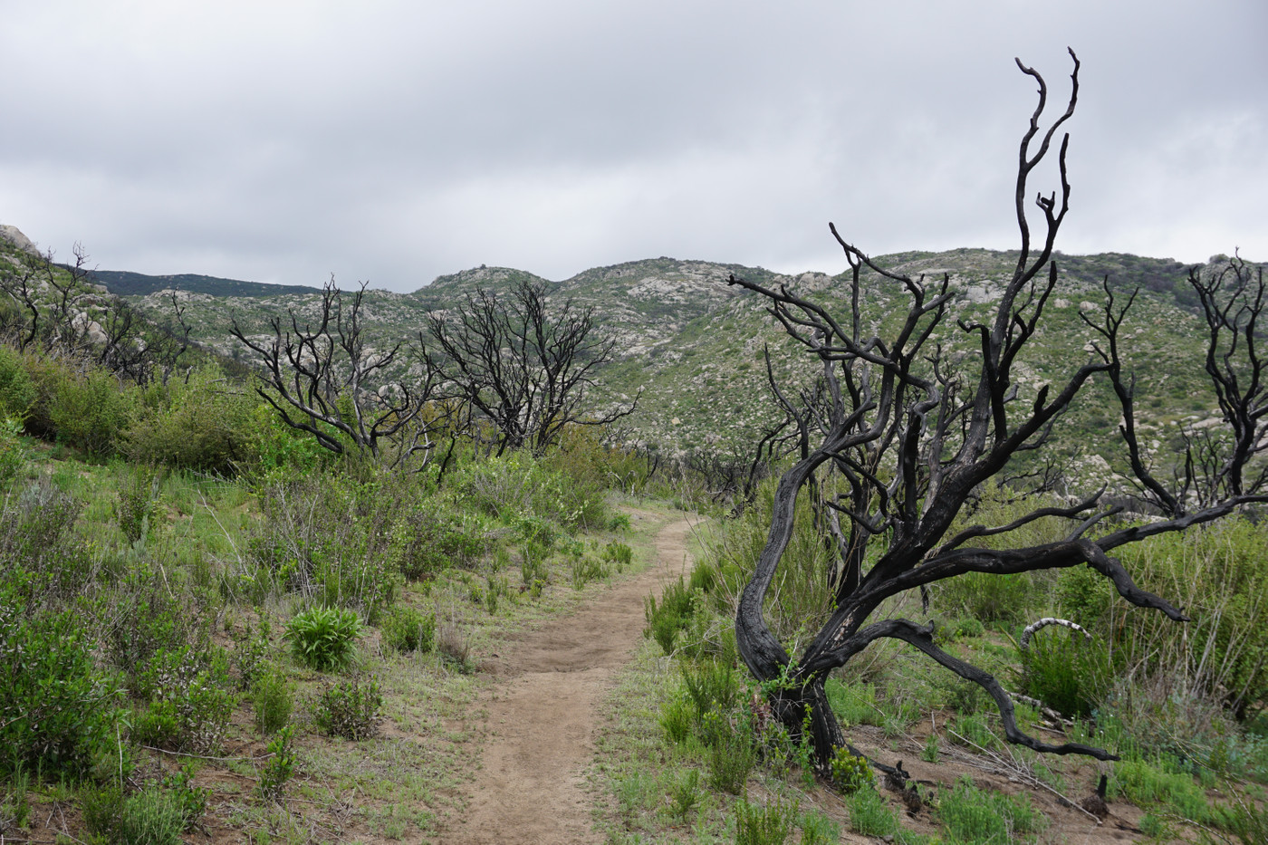 Devastated Area Loop Trail (Map, Images and Tips) | Seeker