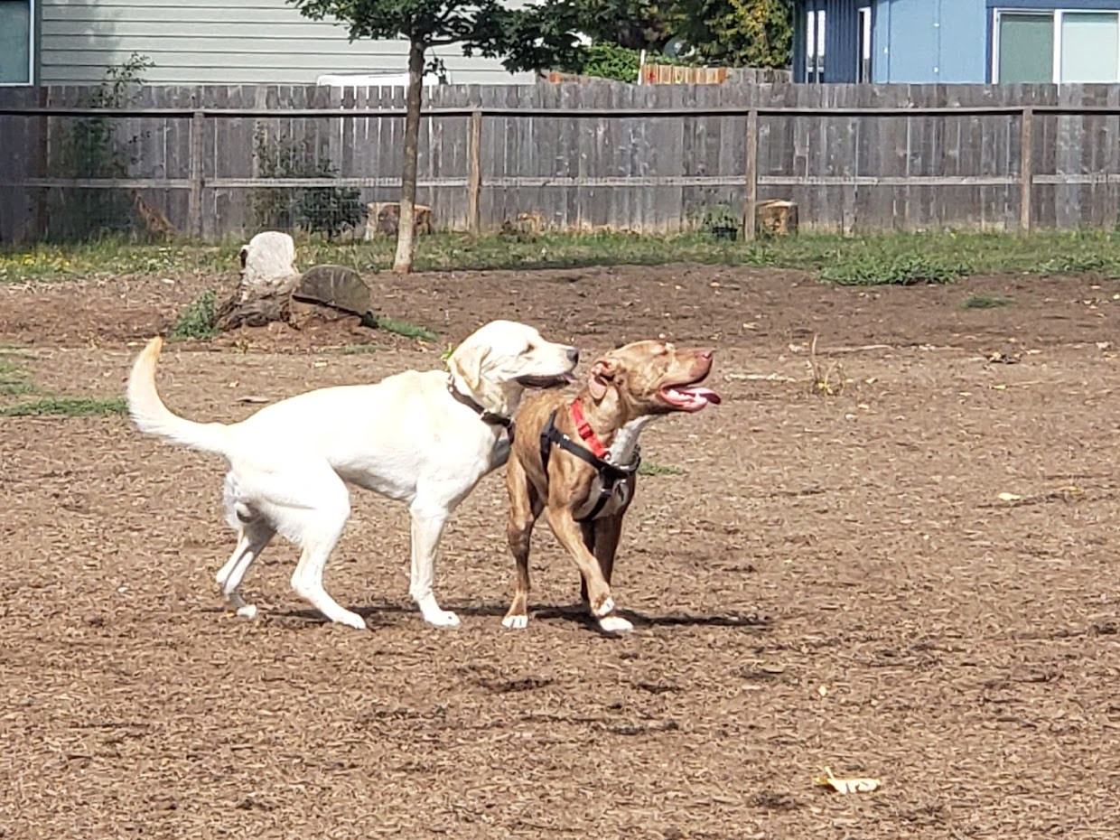 Newberg Dog Park (Map, Images and Tips) | Seeker