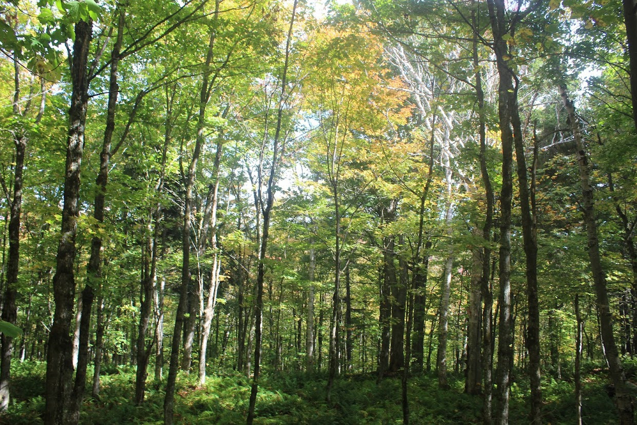 Mount Pinacle (Map, Images and Tips) | Seeker