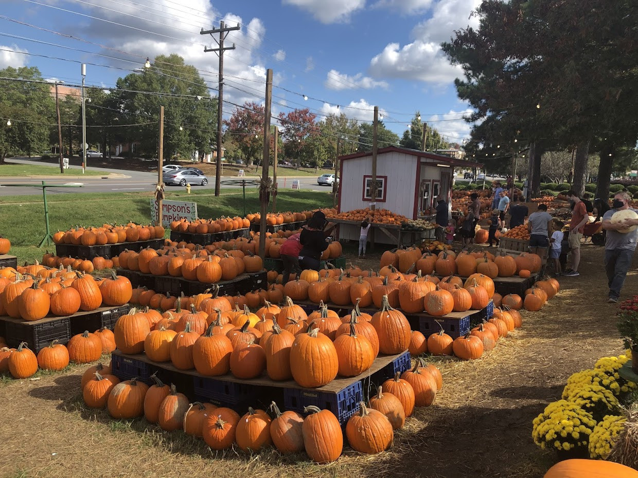 Simpson’s Pumpkins & Trees (Map, Images and Tips) | Seeker