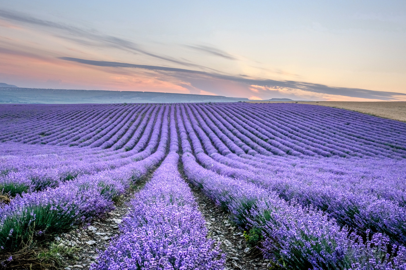 Lavender Field (Map, Images and Tips) | Seeker