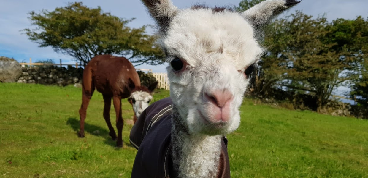 Lough Corrib (Map, Images and Tips) | Seeker