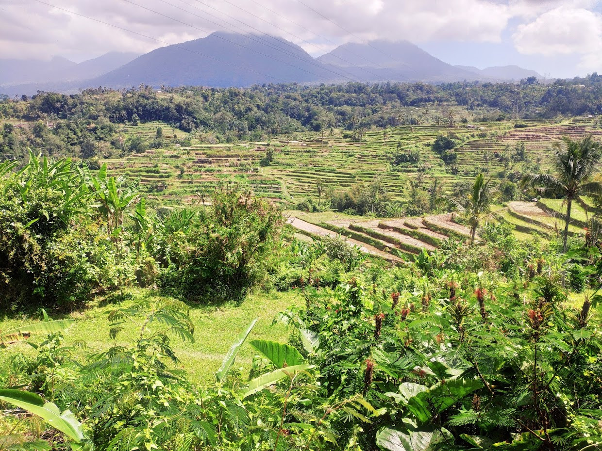 Pacung Rice Terrace (Map, Images and Tips) | Seeker