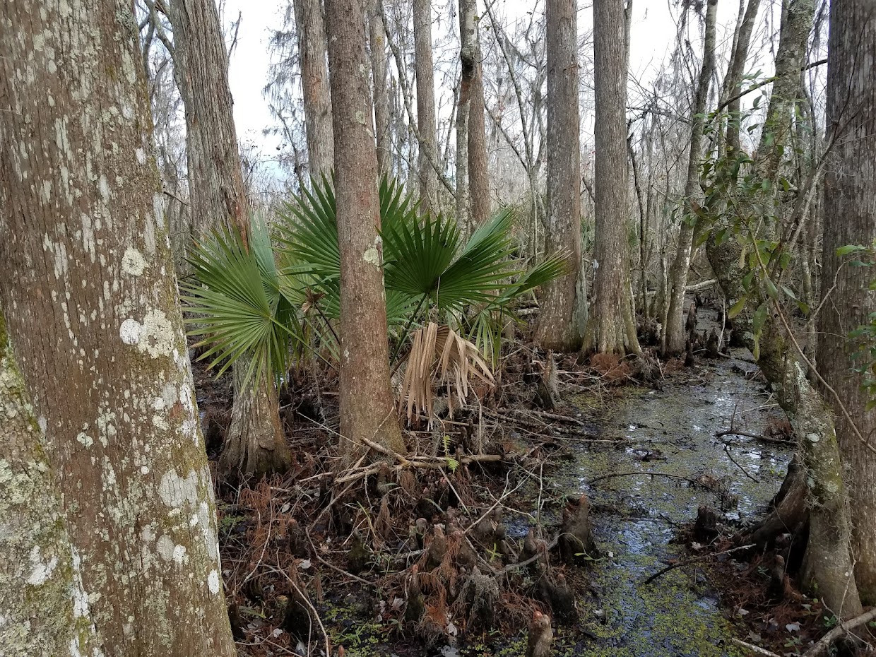 Jean Lafitte National Historical Park and Preserve French Quarter ...