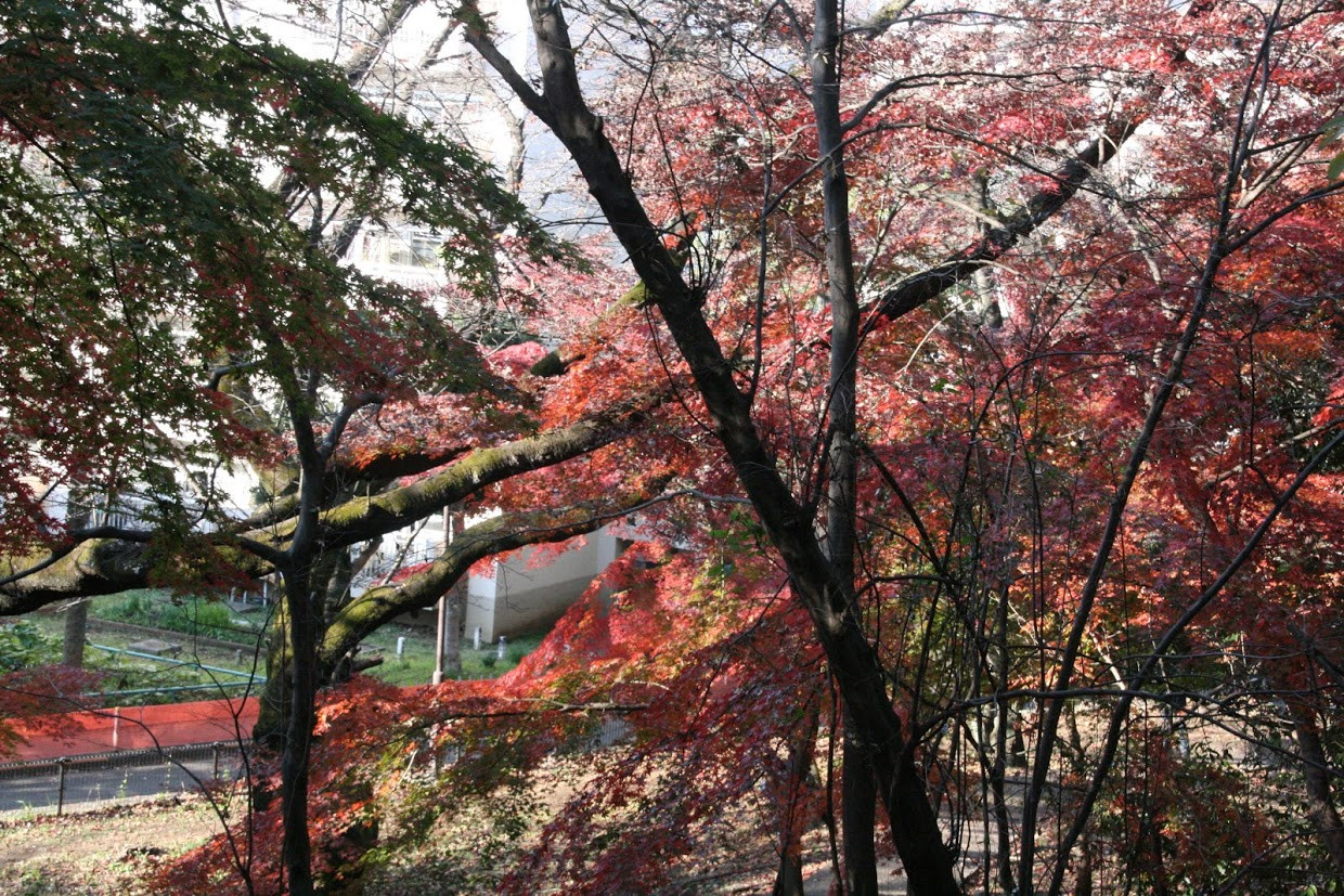 Toyama Park (Map, Images and Tips) | Seeker