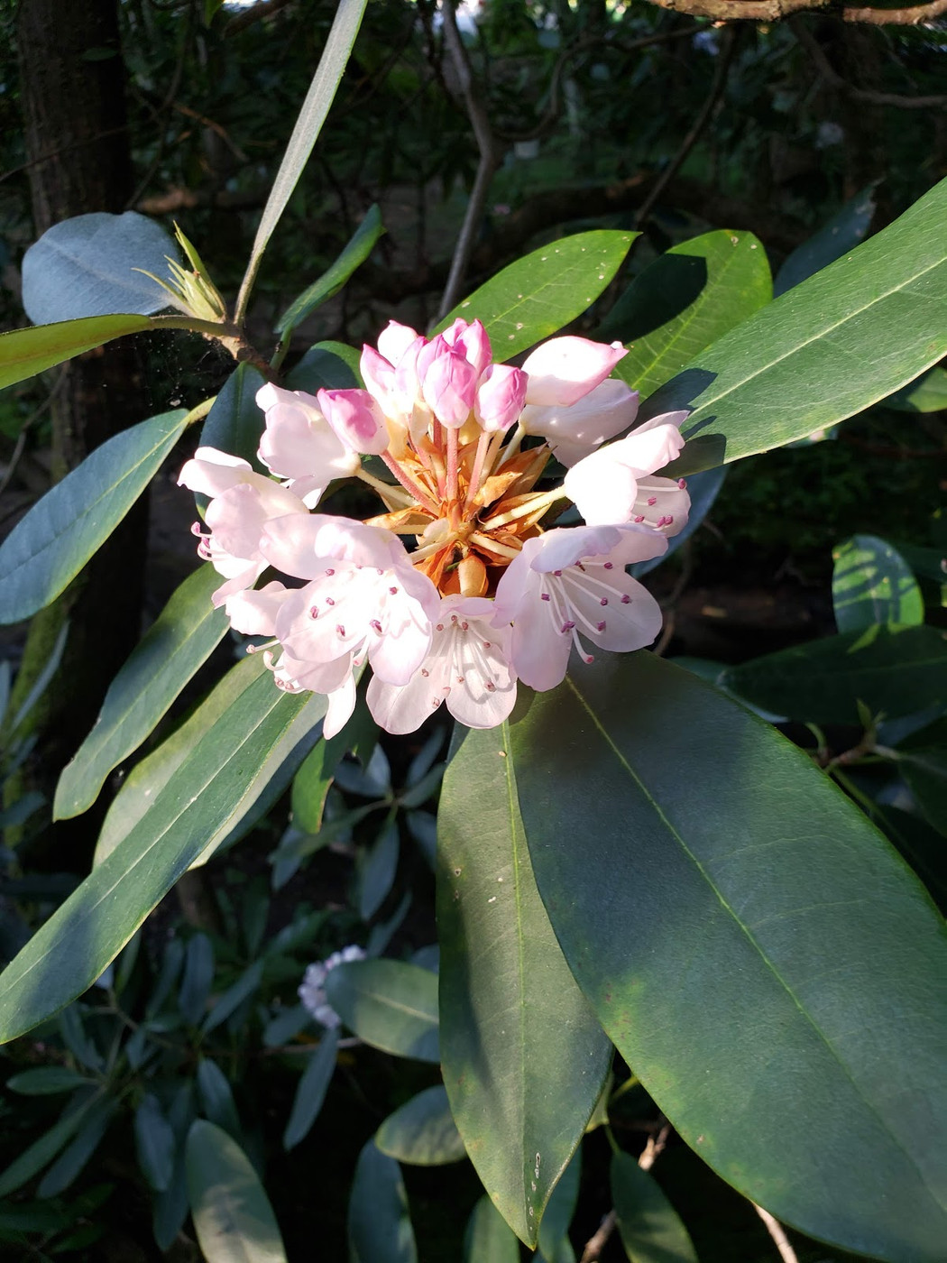 Elkmont Campground (Map, Images and Tips) | Seeker